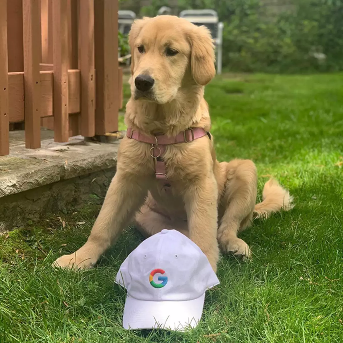 Нов Dogler - Google Dog - Noogler