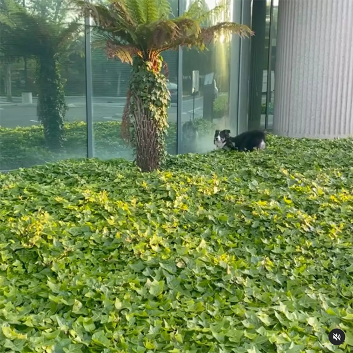 Googleの茂みの周りの犬のレース