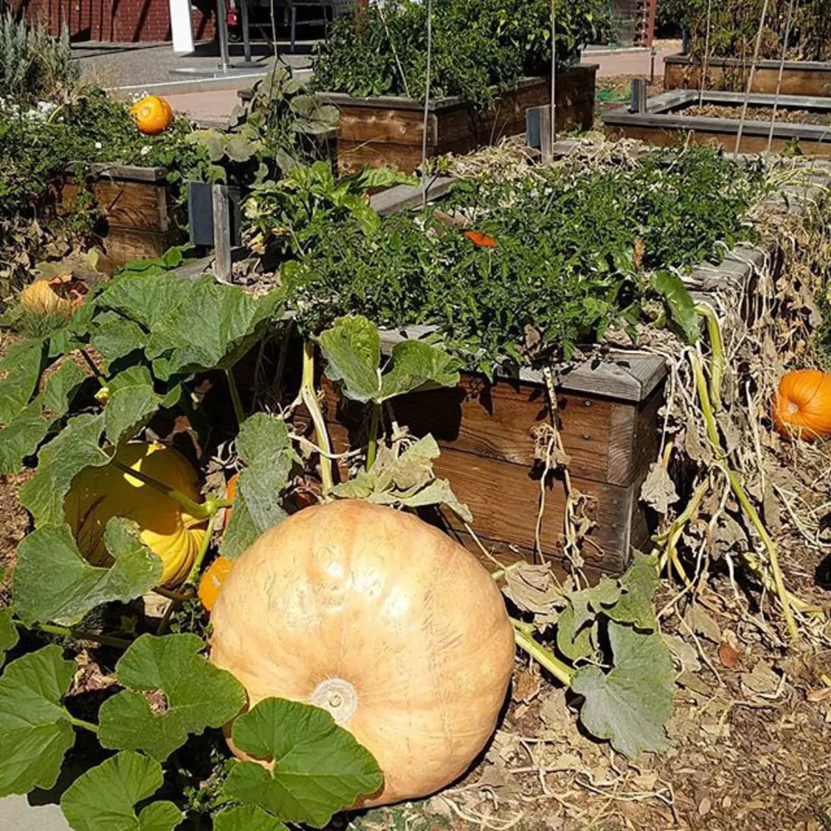 Google Pumpkin Garden